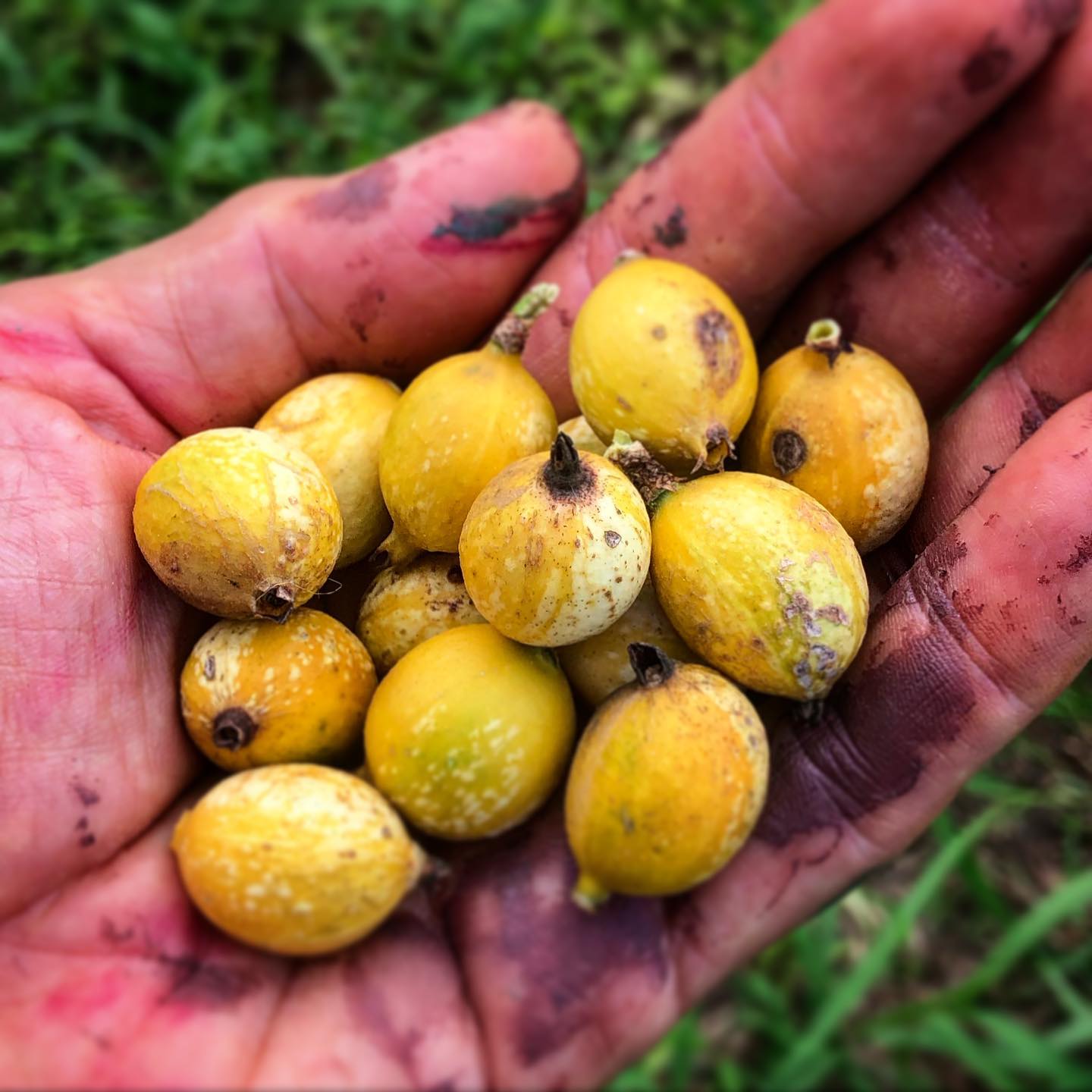 Randia formosa :: exoticke-pestovani